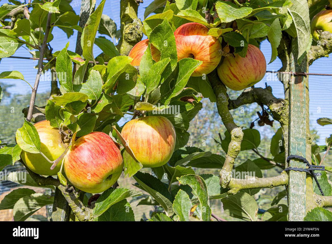 Apple 'Vista bella', Malus domestica 'Vista bella', fruits Stock Photo ...