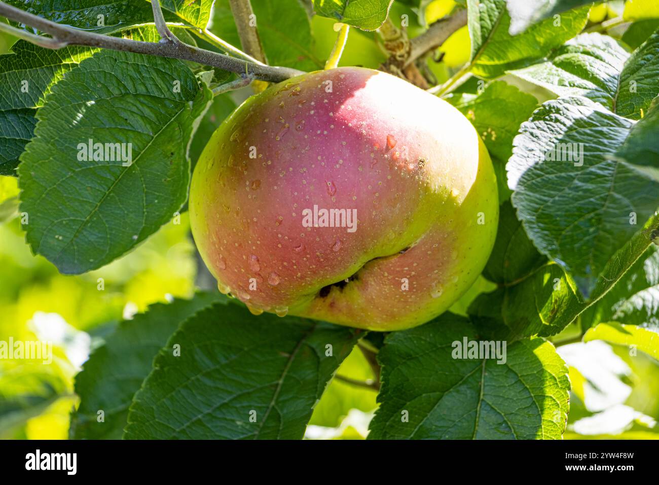Apple 'Reinette Blanche du Canada', Malus domestica 'Reinette Blanche ...