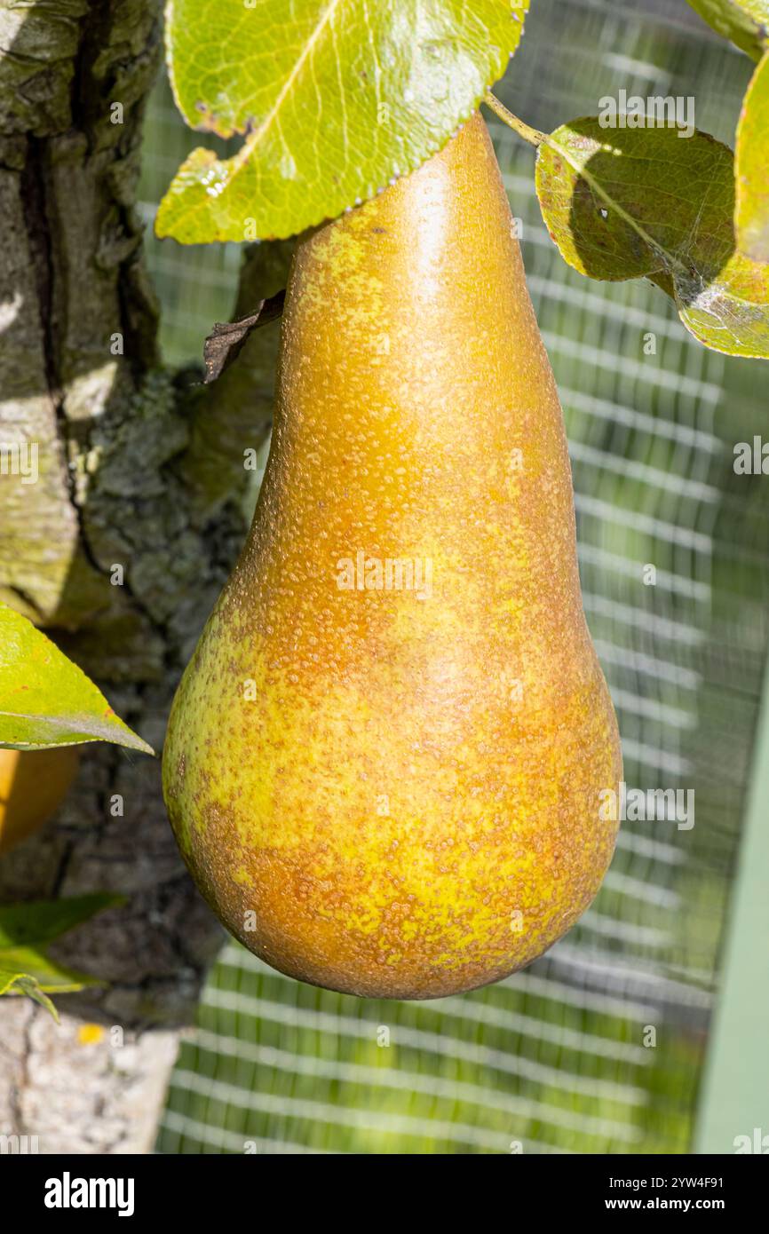 Pear 'Calebasse a Fetel', Pyrus communis 'Calebasse a Fetel', fruit ...