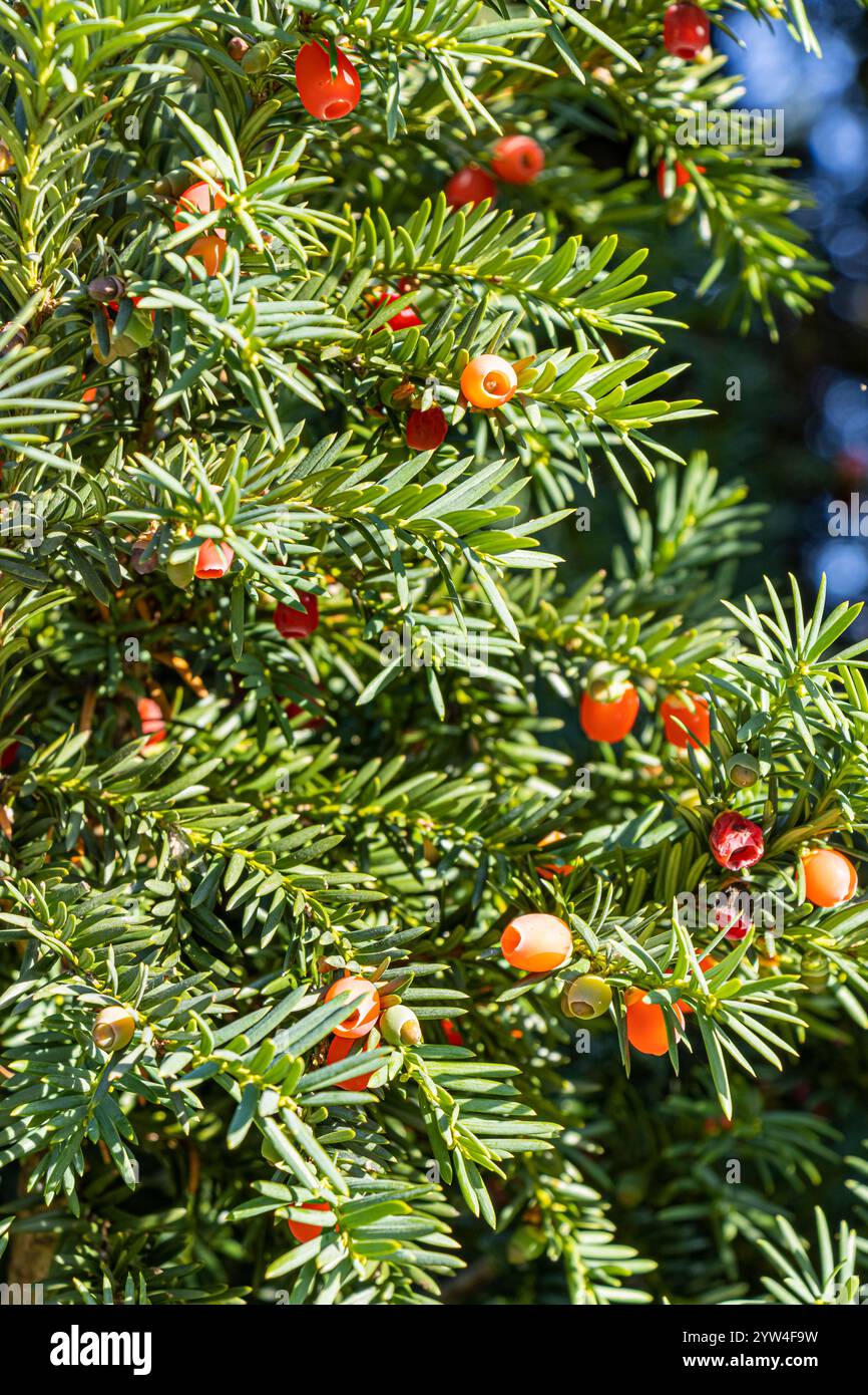 Anglo-Japanese Yew, Yew 'Strait Hedge', Taxus media 'Strait Hedge ...