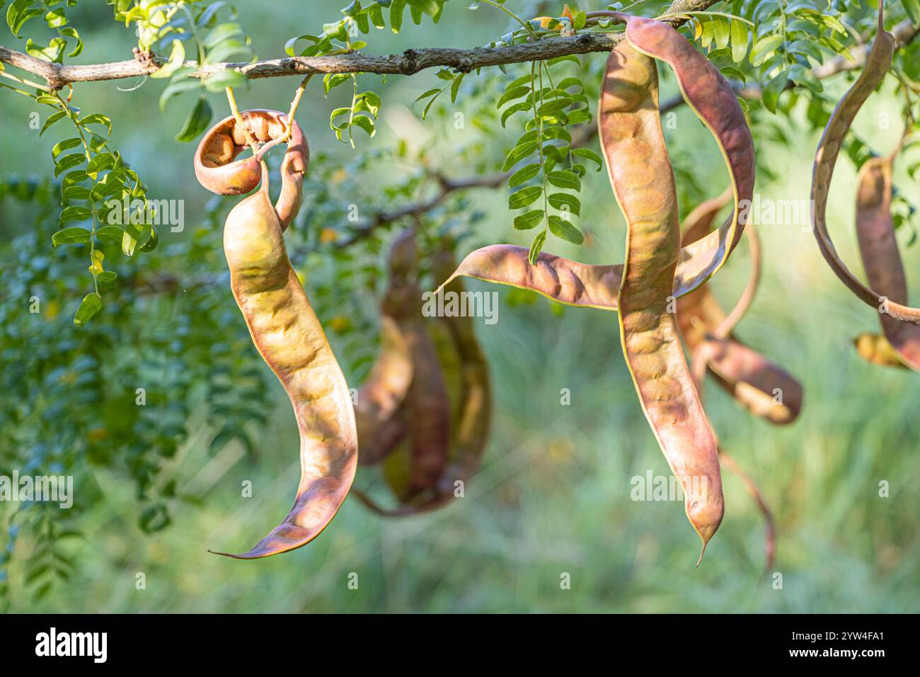 Chinese Honeylocust, Gleditsia sinensis, Pods Stock Photo - Alamy