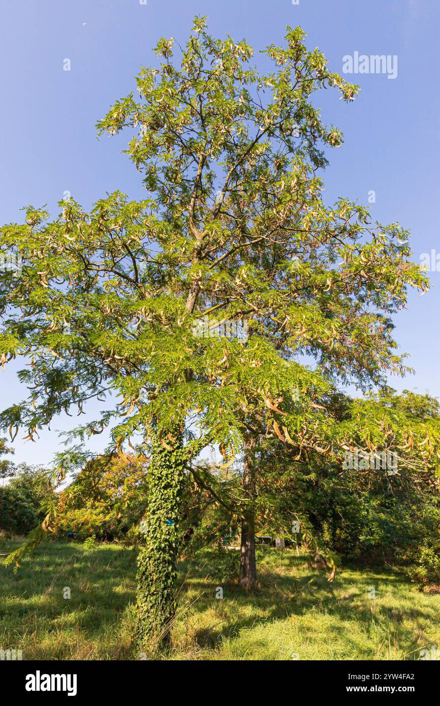 Japanese Honeylocust, Gleditsia japonica Stock Photo - Alamy