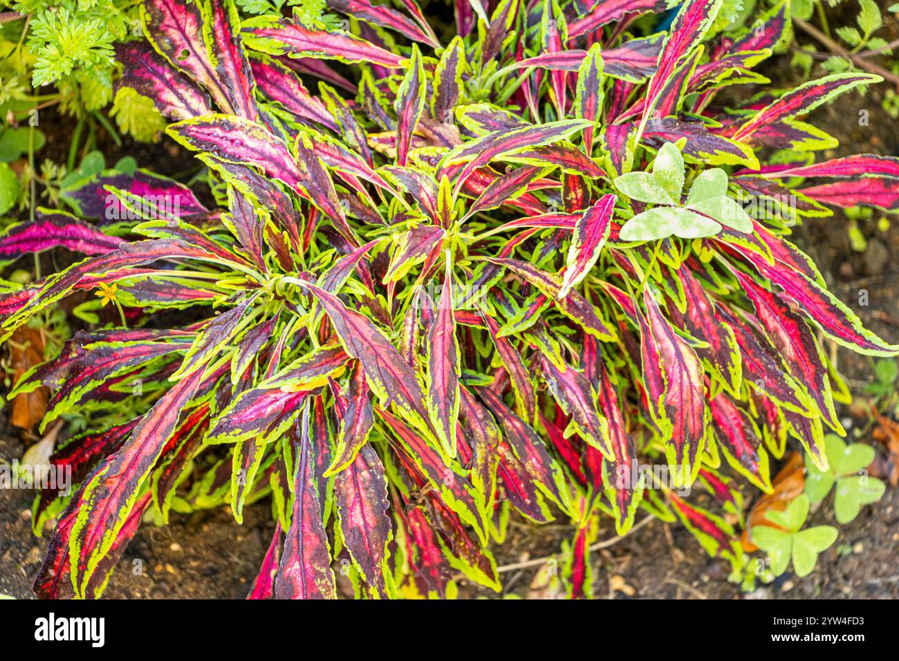 Coleus 'Spitfire', Solenostemon scutellarioides 'Spitfire', foliage ...