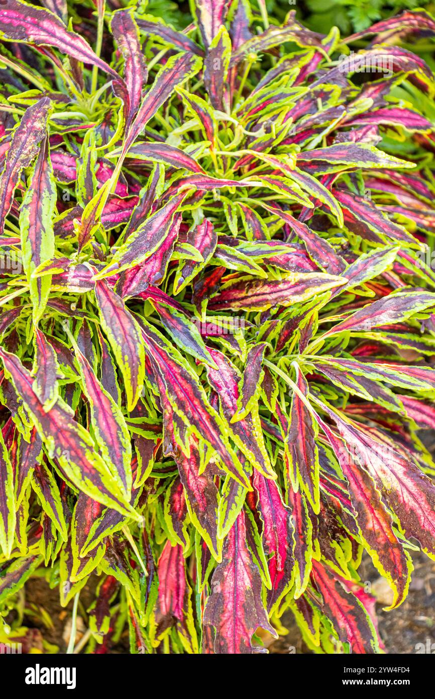 Coleus 'Spitfire', Solenostemon scutellarioides 'Spitfire', foliage ...