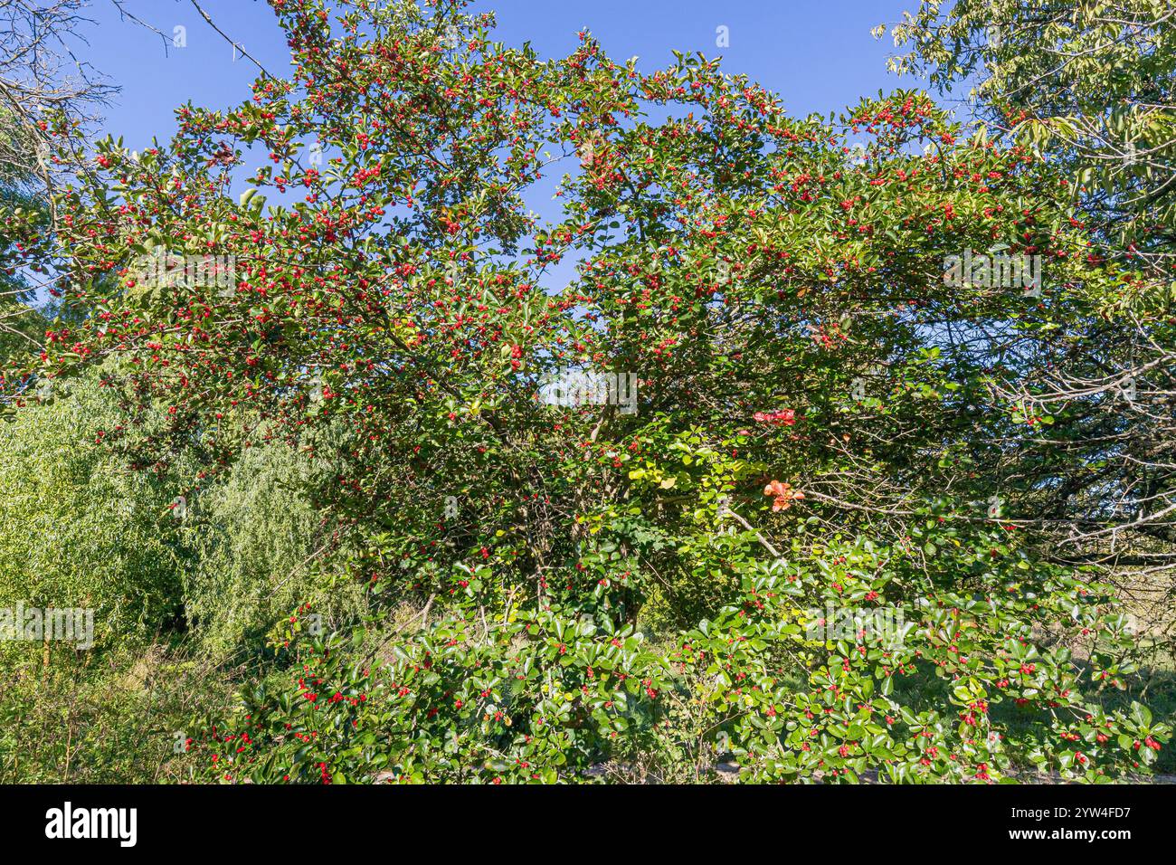 Hawthorn, Crataegus oxyacantha sorbifolia, fruits Stock Photo - Alamy