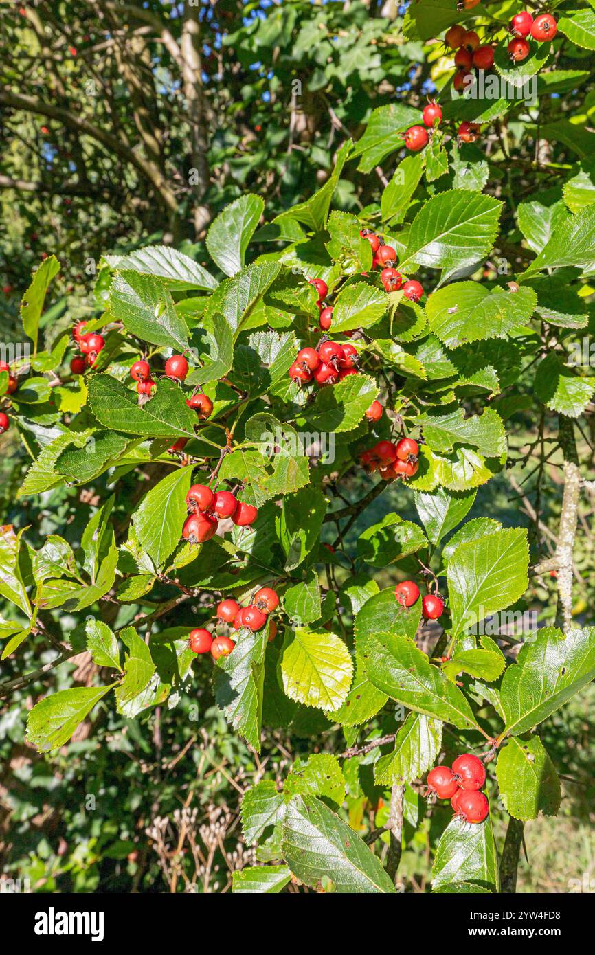 Hawthorn, Crataegus oxyacantha sorbifolia, fruits Stock Photo - Alamy