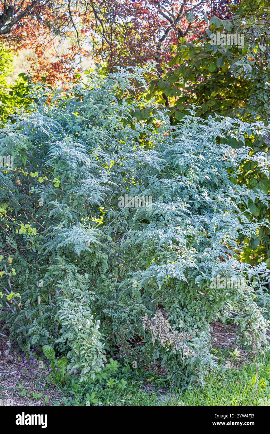Ghost Bramble, Rubus thibetanus 'Silver Fern' Stock Photo - Alamy