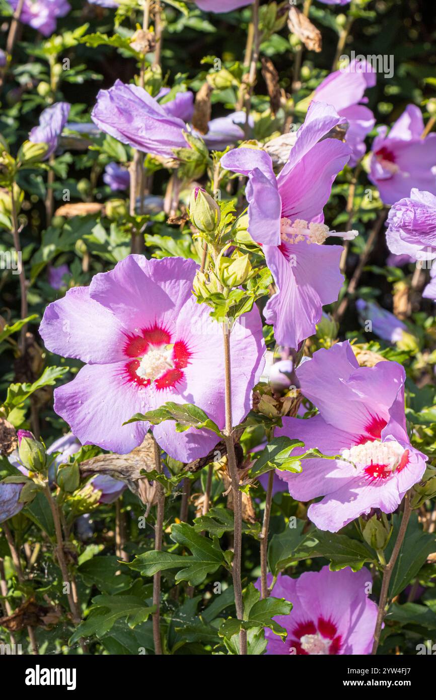Rose of Sharon, Hibiscus syriacus 'Blue Bird', Flowers Stock Photo - Alamy