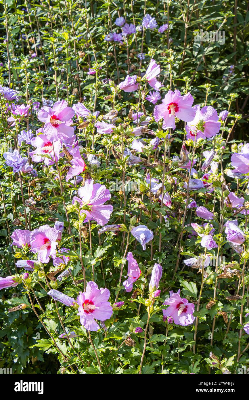 Rose of Sharon, Hibiscus syriacus 'Blue Bird', Flowers Stock Photo - Alamy