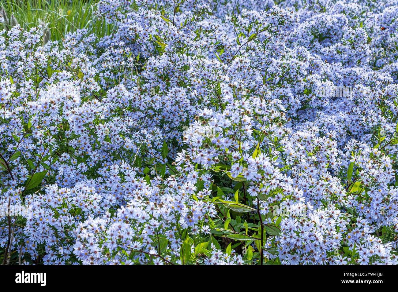Aster cordifolius 'Little Carlow', flowers Stock Photo - Alamy