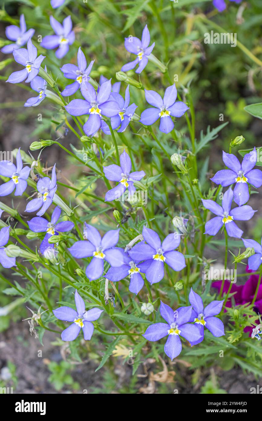 Laurentia axillaris 'Avant Garde Blue', Solenopsis axillaris 'Avant ...