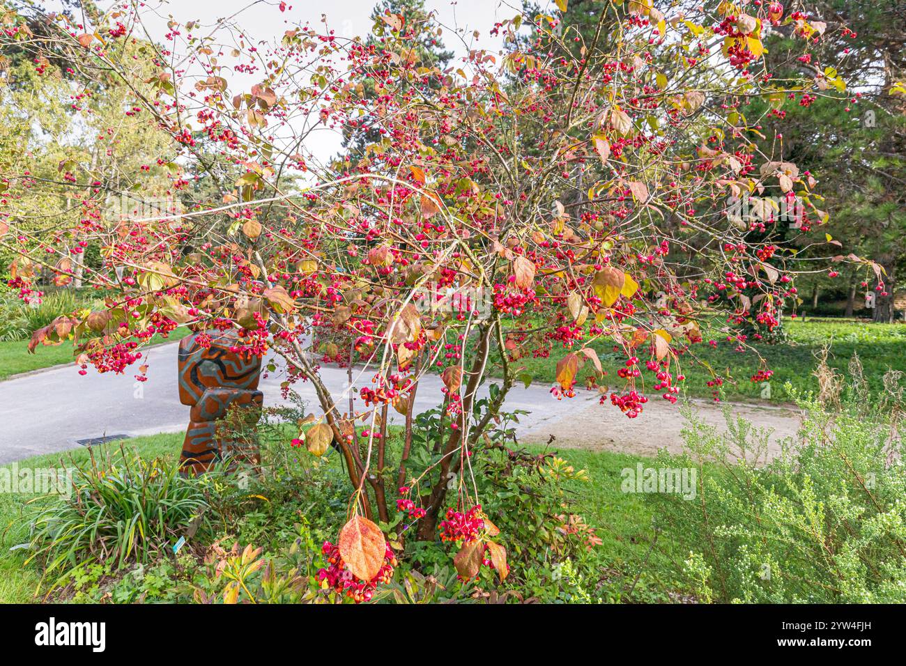 Flat-Stalked Spindletree, Euonymus planipes, fruits Stock Photo - Alamy