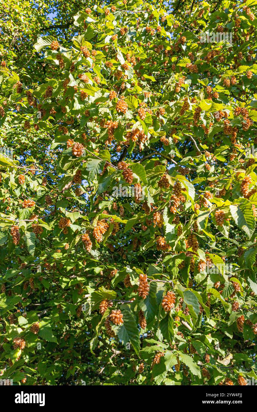 American Hop-hornbeam, Ostrya virginiana Stock Photo - Alamy