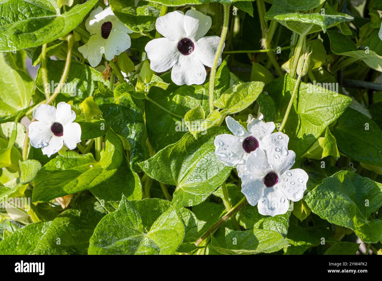 White Black-Eyed Susan Vine, Thunbergia alata ?Amera White?, flowers Stock Photo - Alamy