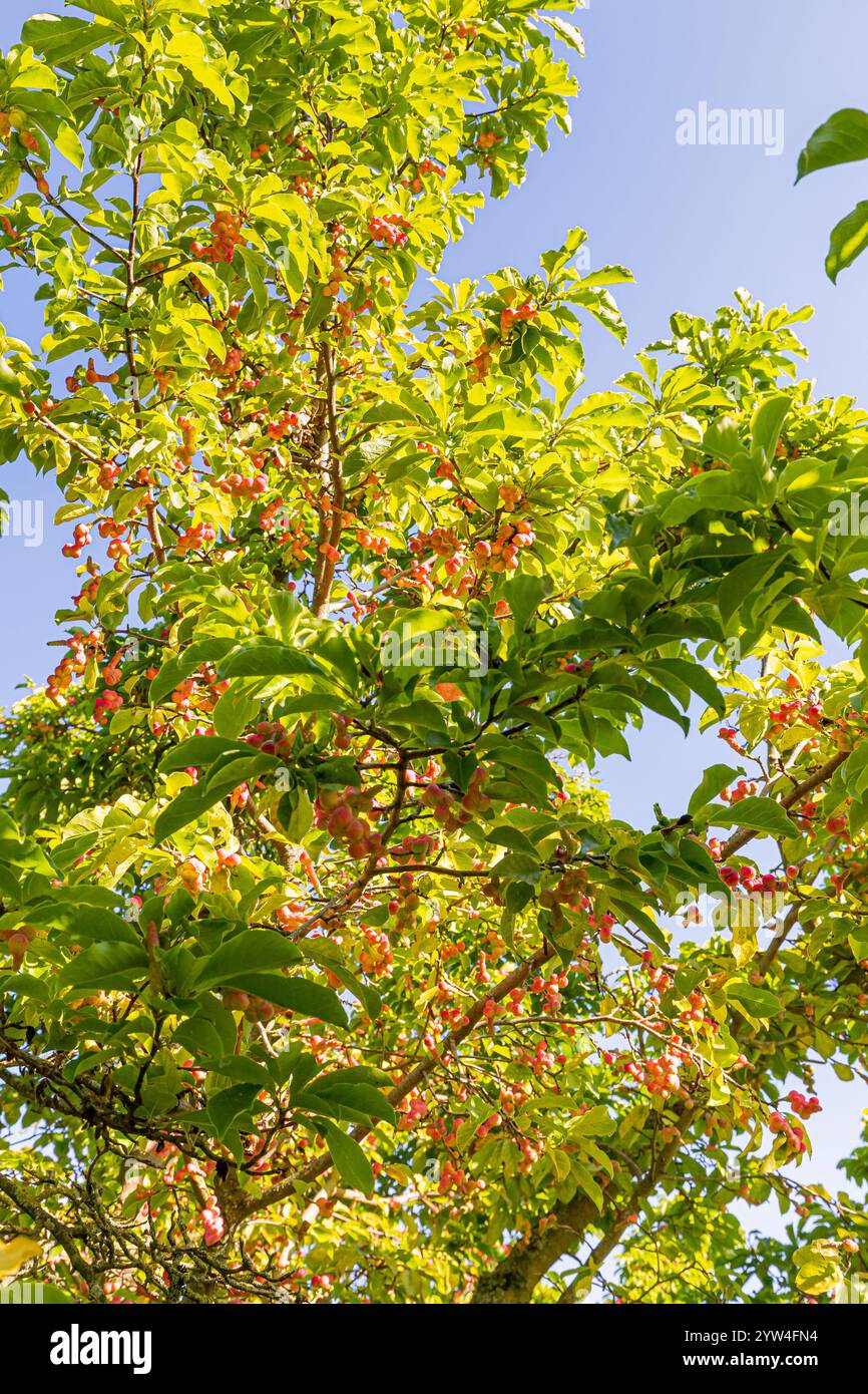 Cucumber tree, Magnolia acuminata var. subcordata Stock Photo - Alamy