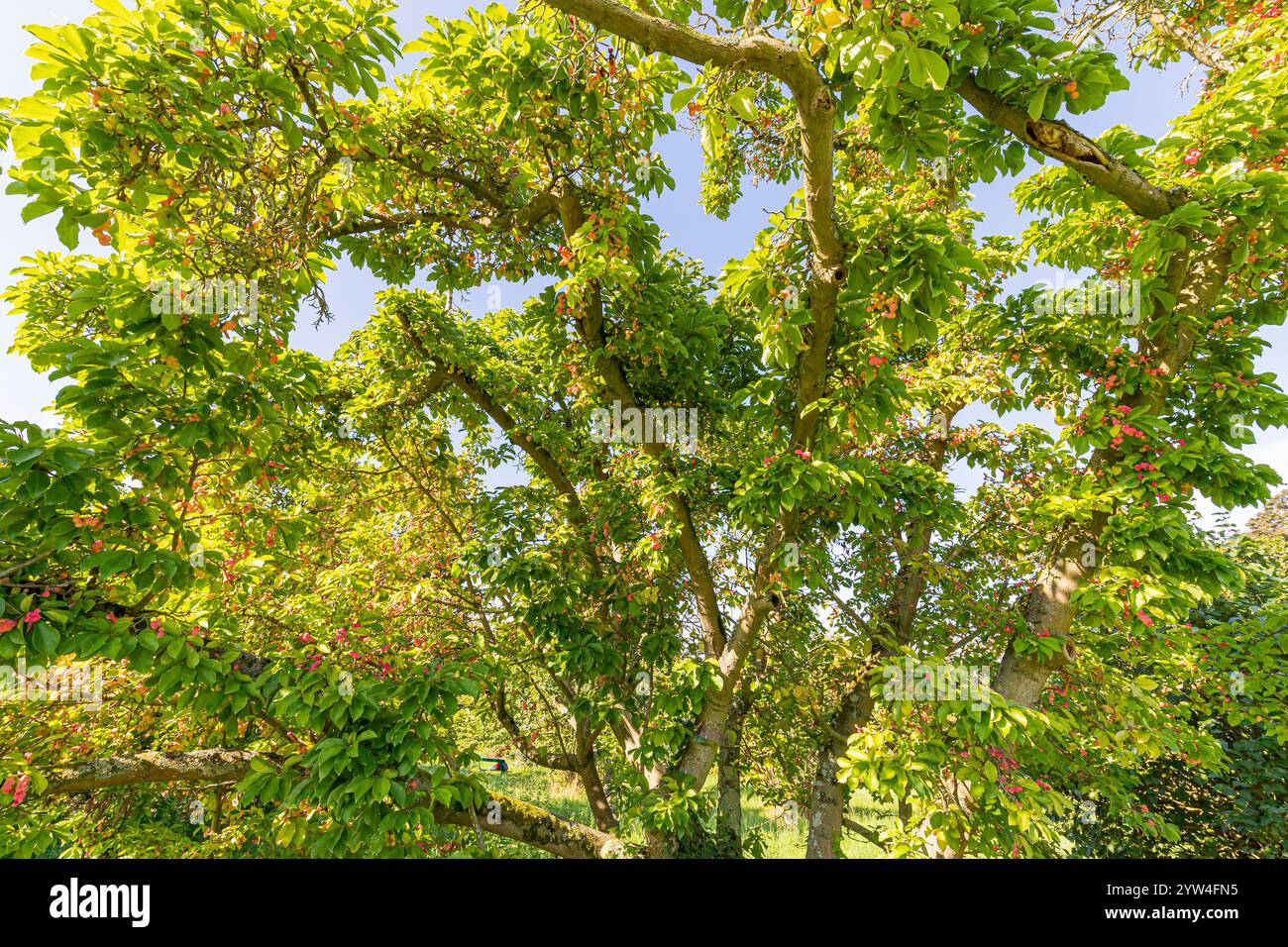 Cucumber tree, Magnolia acuminata var. subcordata Stock Photo - Alamy