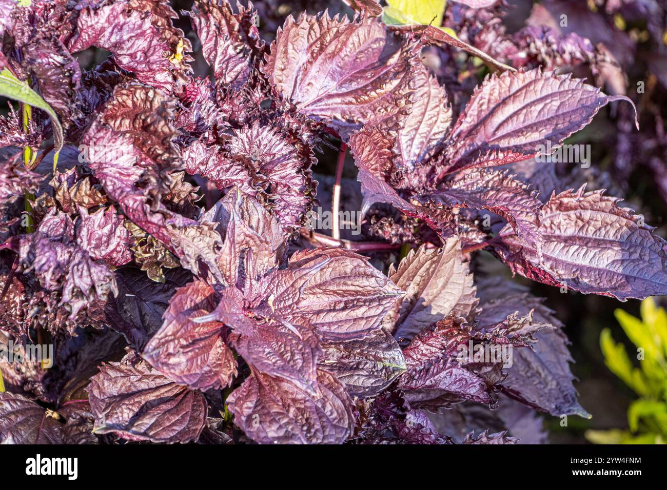 Purple Shiso,Perilla frutescens nankinensis, foliage Stock Photo - Alamy