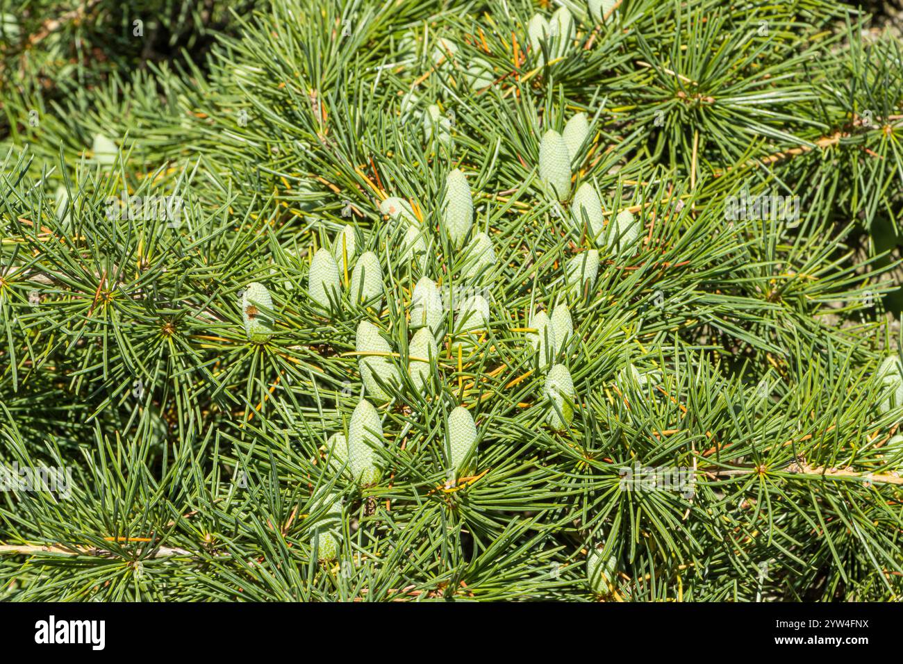 Doedar Cedar, Cedrus deodara 'Aurea', cones Stock Photo - Alamy