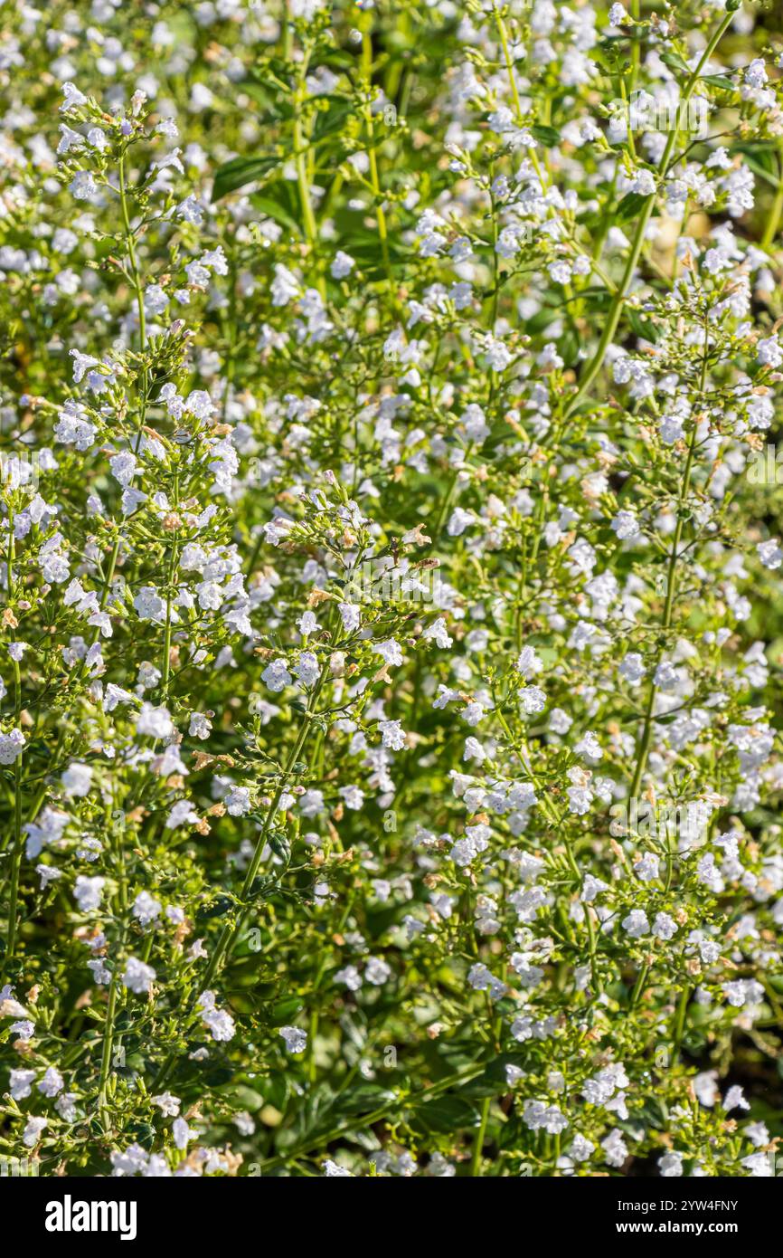 Dwarf Catmint 'Triomphator', Calamintha nepeta 'Triomphator', flowers ...