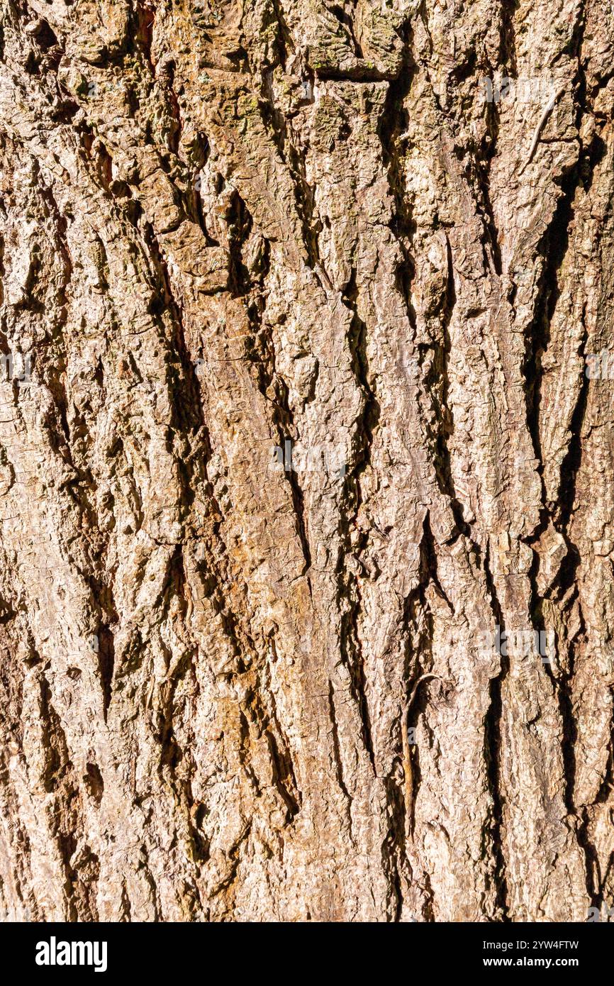 Cedar of Lebanon (Cedrus libani ssp. atlantica 'Glauca', bark Stock ...