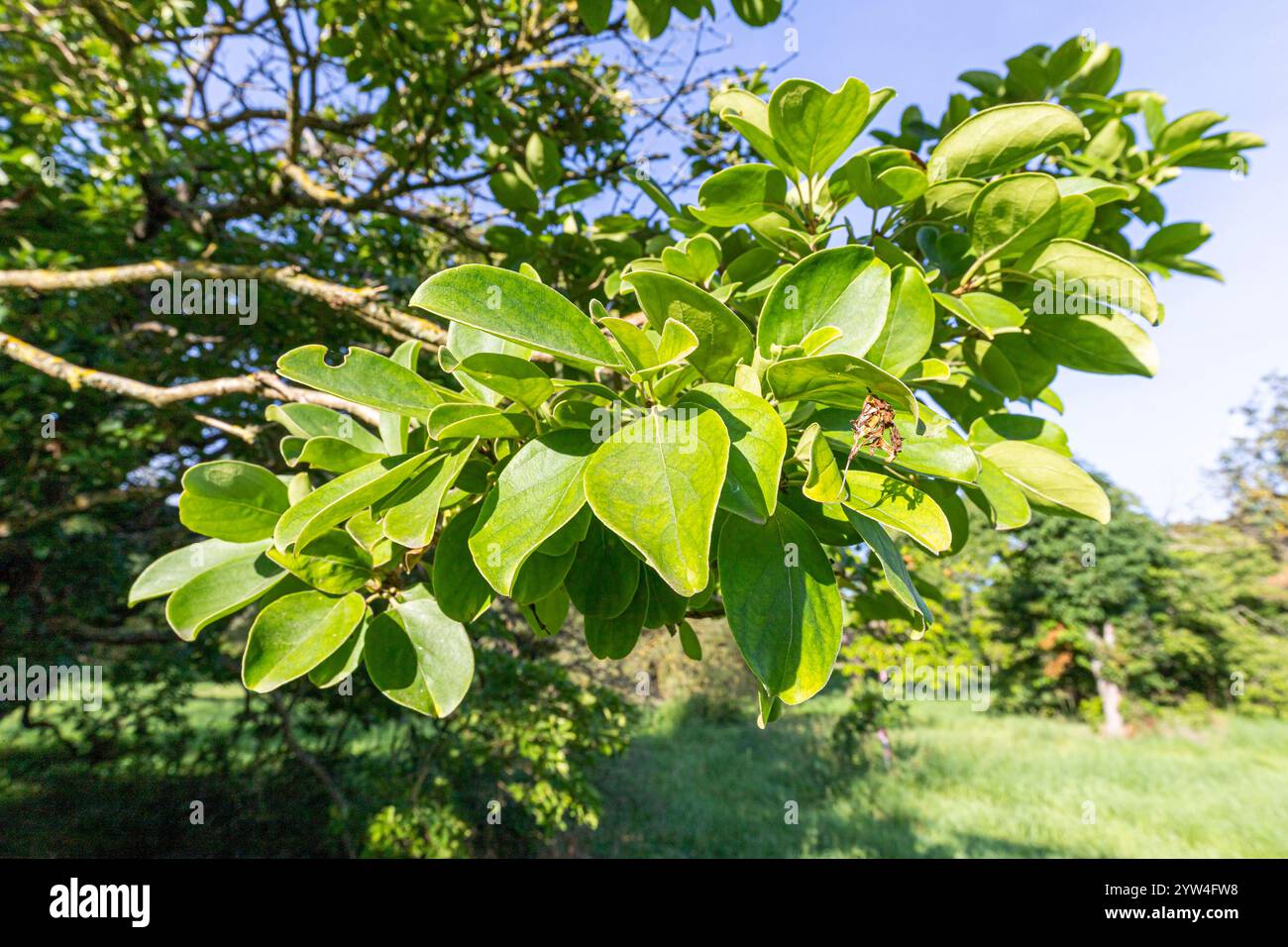 Chinese Fringe Tree, Chionanthus retusus, leaves Stock Photo - Alamy