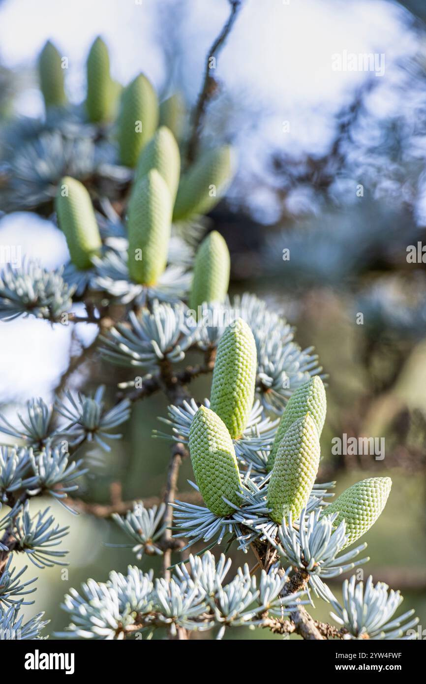 Doedar Cedar, Cedrus deodara 'Aurea', cones Stock Photo - Alamy