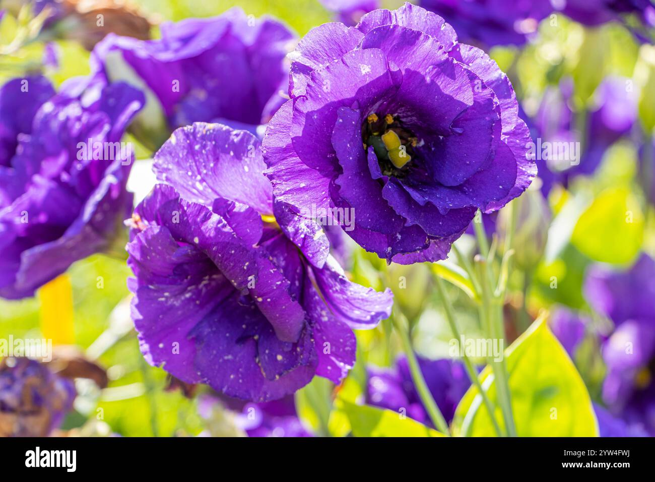Texas Bluebell, Eustoma grandiflorum 'Double Echo Blue', flowers Stock ...