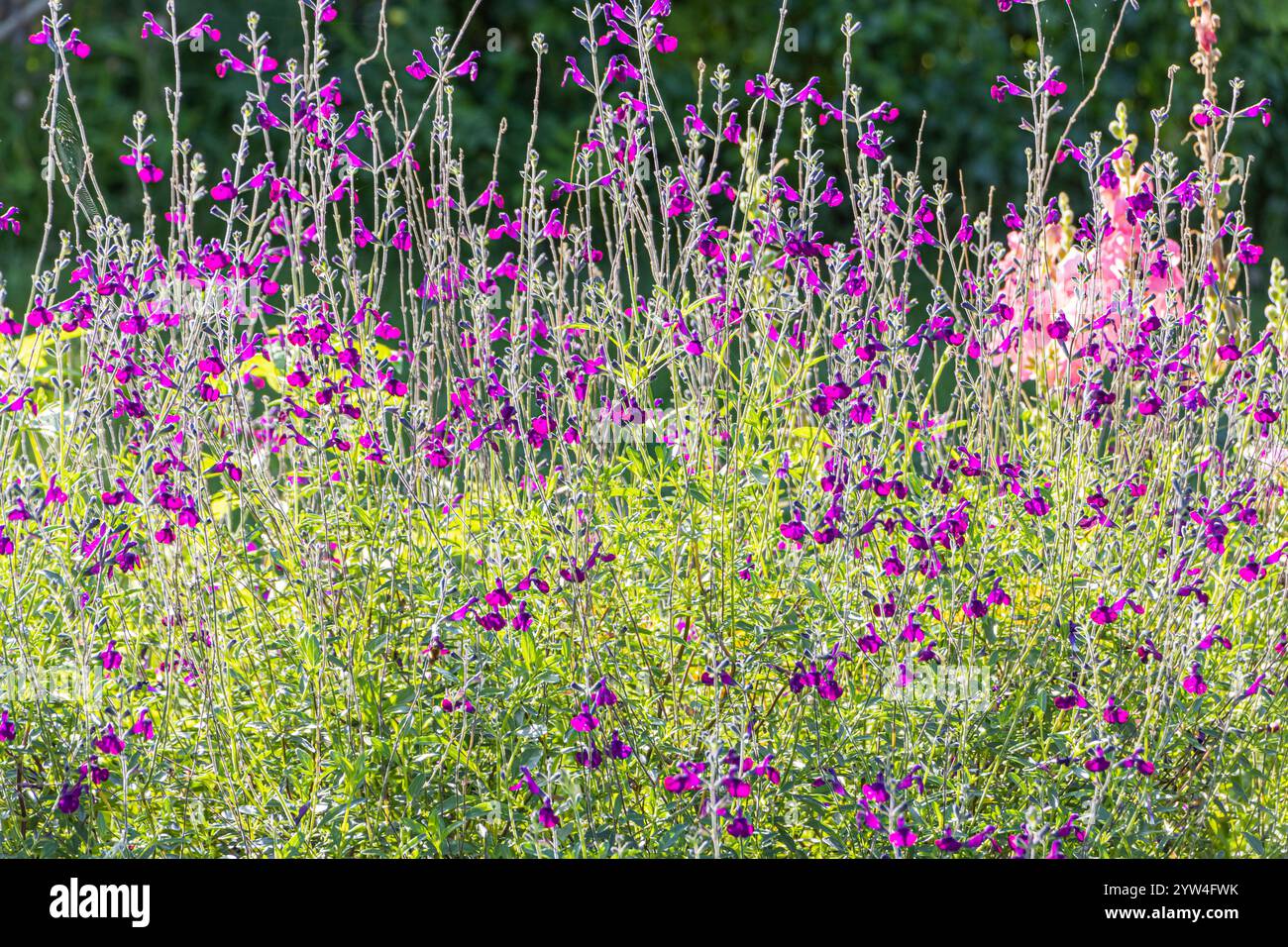 Baby sage, Salvia microphylla Nachtvlinder, flowers Stock Photo - Alamy