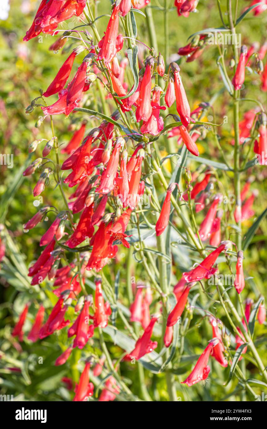 Beard Tongue 'Coccineus', Penstemon barbata 'Coccineus', flowers Stock ...