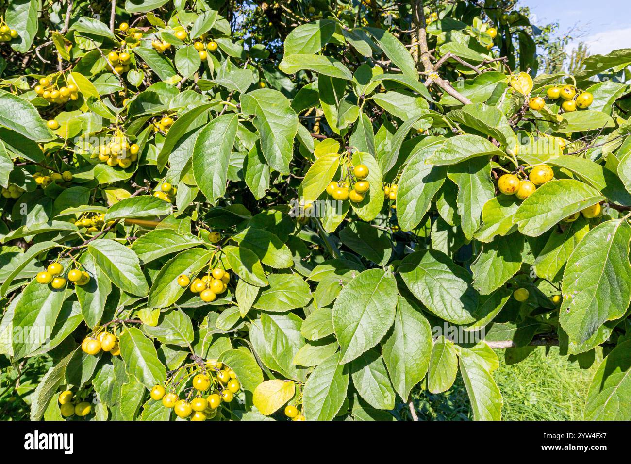 Dickson's koda tree, Ehretia dicksonii, fruits Stock Photo - Alamy