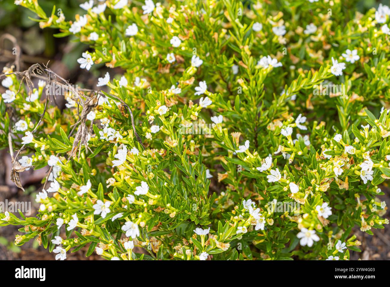Mexican heather, Cuphea hyssopifolia 'Alba', flowers Stock Photo - Alamy