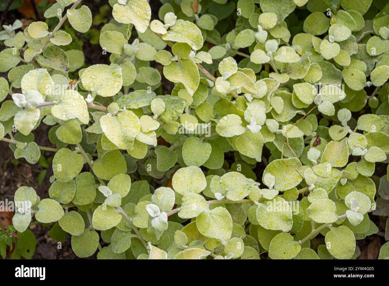 Licorice plant, Helichrysum petiolare 'Aureum', foliage Stock Photo - Alamy