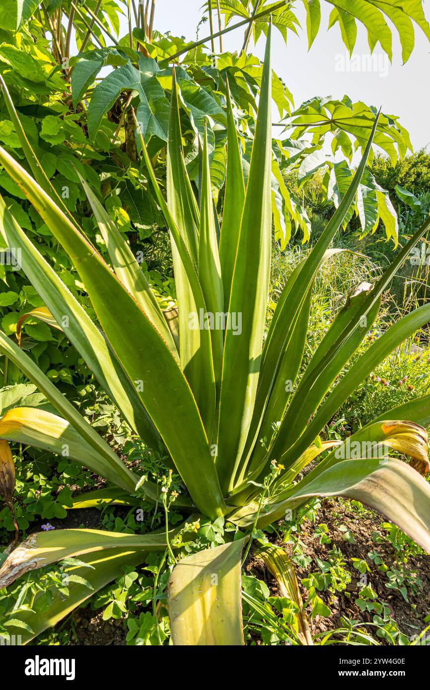 False agave, Furcraea selloa Stock Photo - Alamy