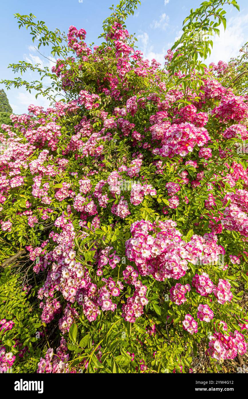 Rosa 'Maria Lisa' in bloom Stock Photo - Alamy