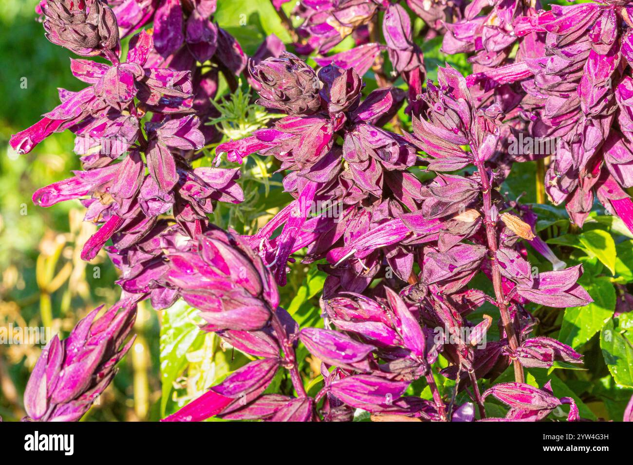 Scarlet sage, Salvia splendens, 'Lighthouse Purple', flowers Stock ...