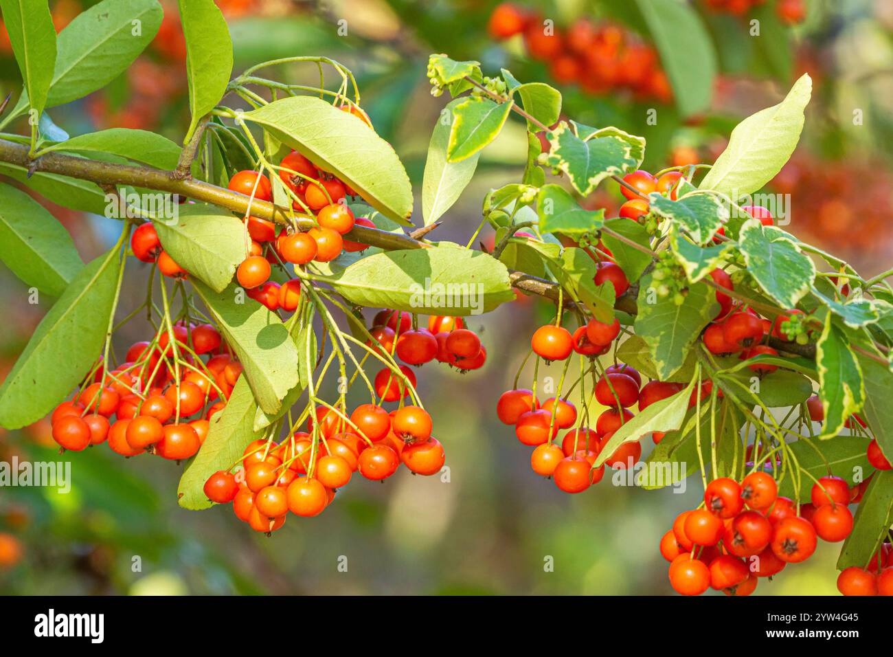 Firethorn 'Saphyr Red', Pyracantha coccinea 'Saphyr Red', berries Stock ...