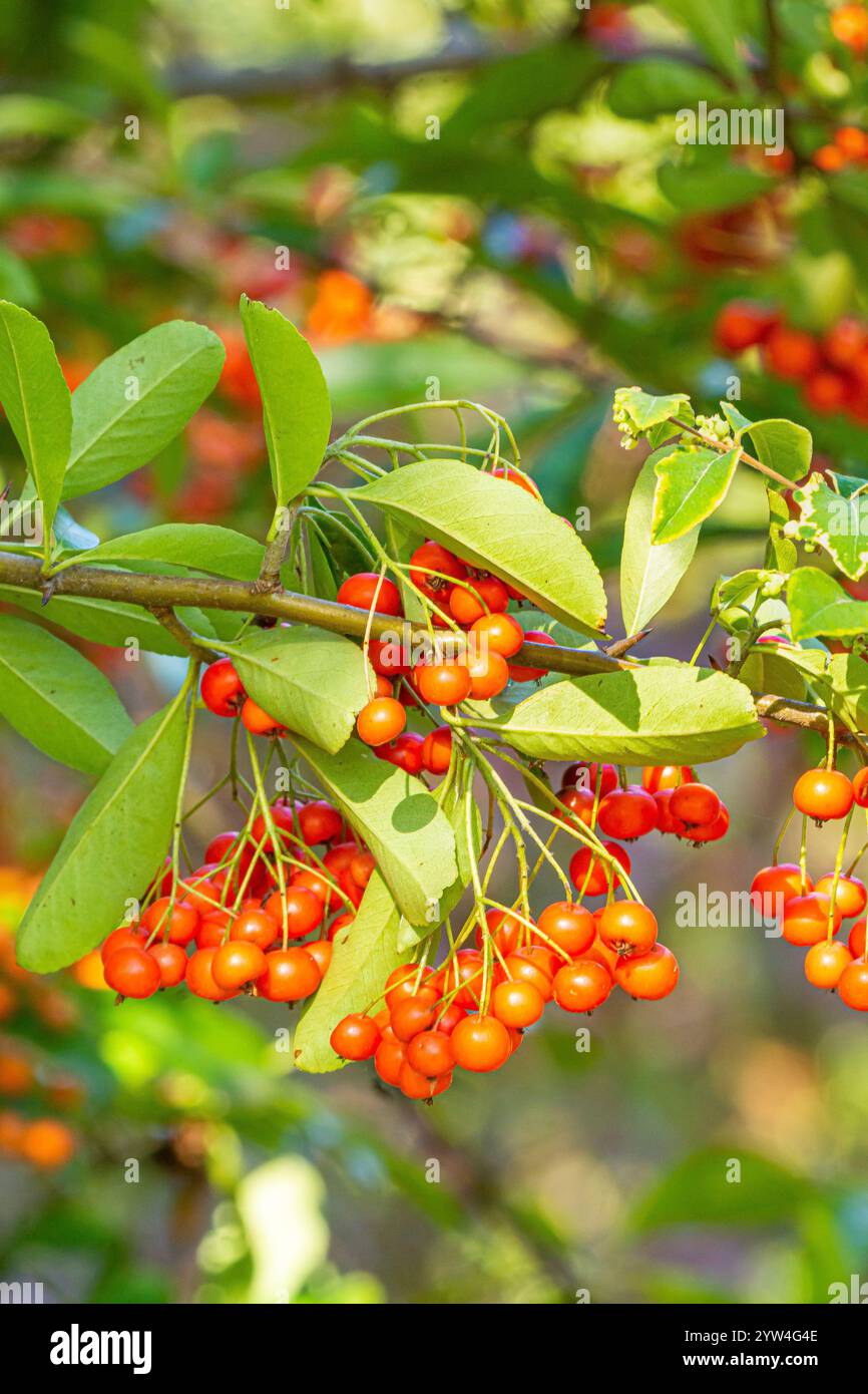 Firethorn 'Saphyr Red', Pyracantha coccinea 'Saphyr Red', berries Stock ...