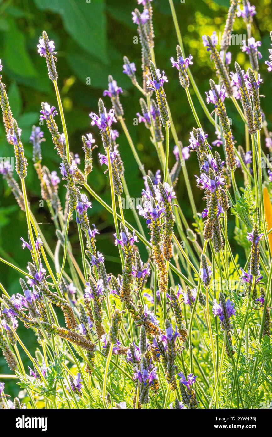 English Lavender, Lavandula multifida 'Spanish Eyes', flowers Stock ...