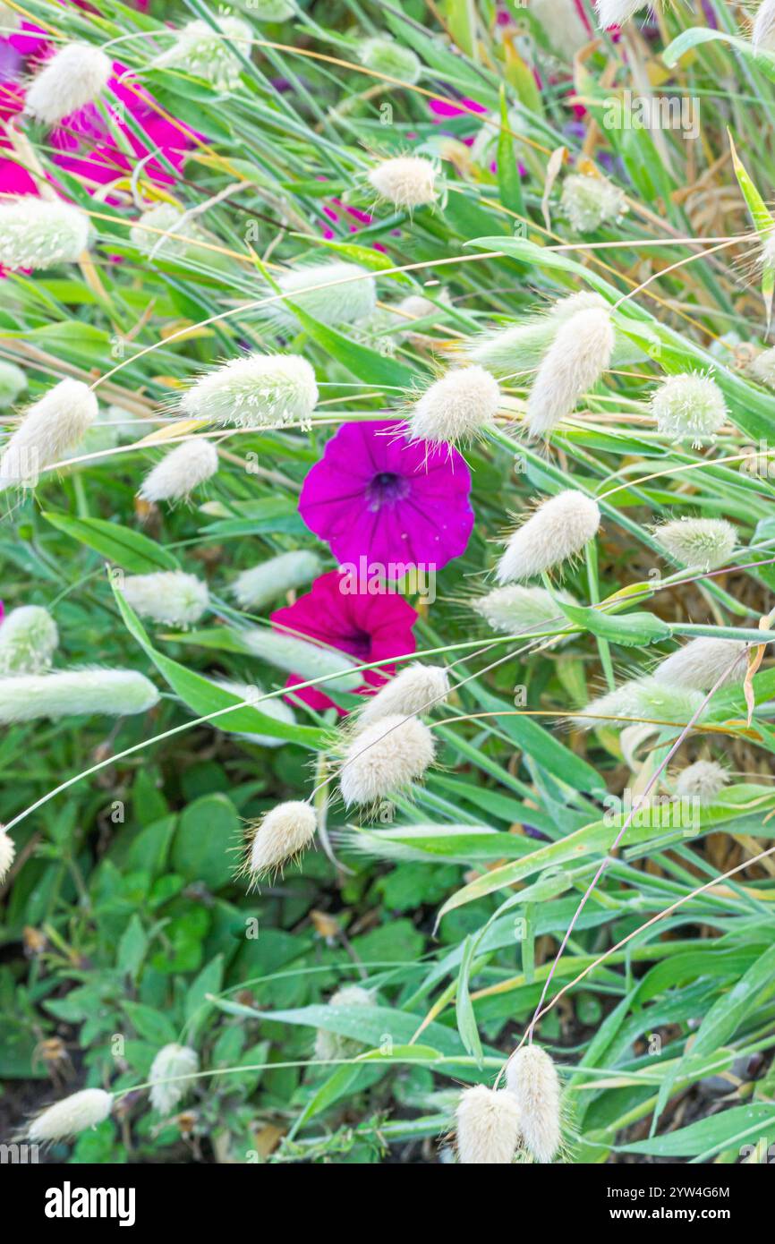 Bunny tail Grass, Lagurus ovatus, and Petunia 'Tidal Wave Purple ...