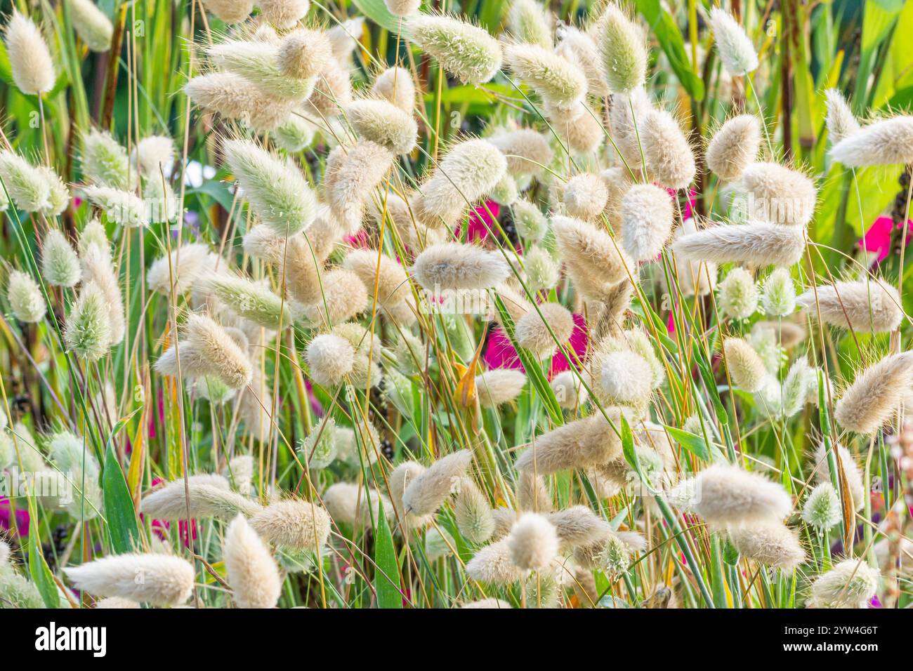 Bunny tail Grass, Lagurus ovatus, inflorescences Stock Photo - Alamy
