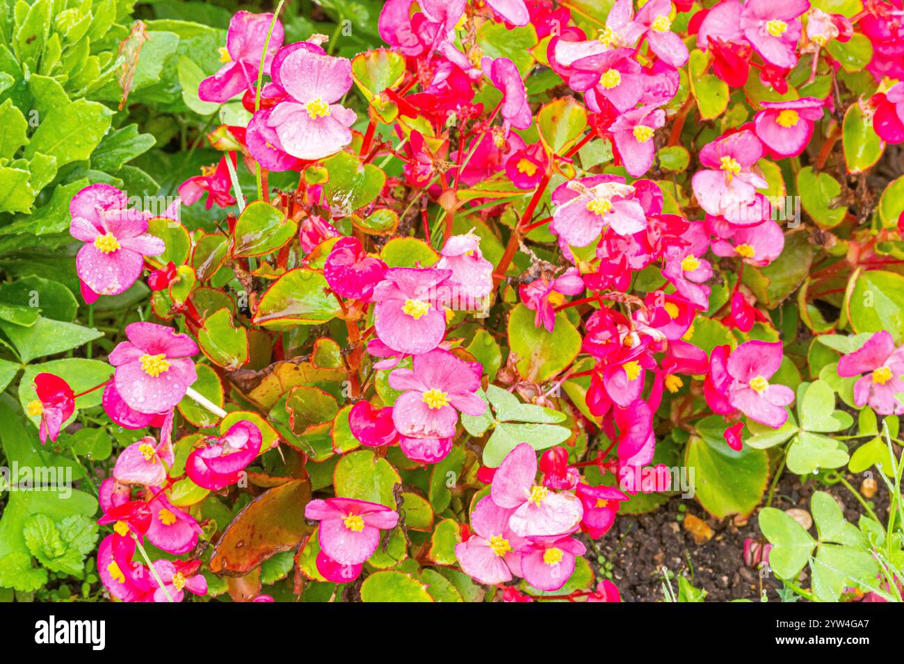 Begonia 'Ambassador Rose', Begonia semperflorens 'Ambassador Rose ...