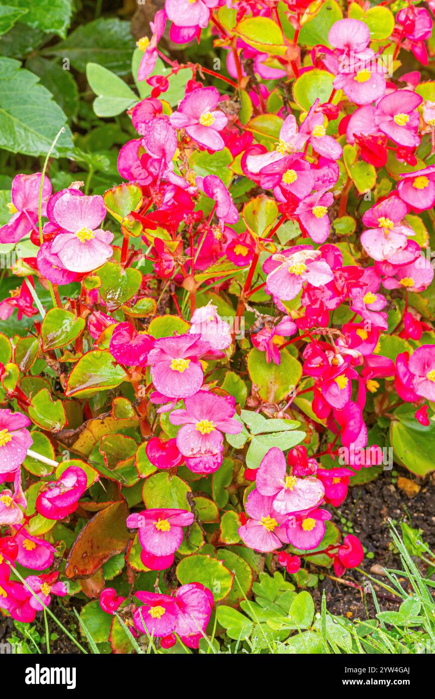 Begonia 'Ambassador Rose', Begonia semperflorens 'Ambassador Rose ...