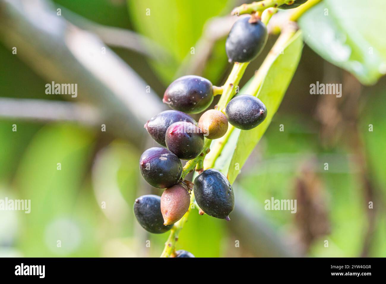 Dwarf Cherry Laurel, Prunus laurocerasus 'Nana', fruits Stock Photo - Alamy