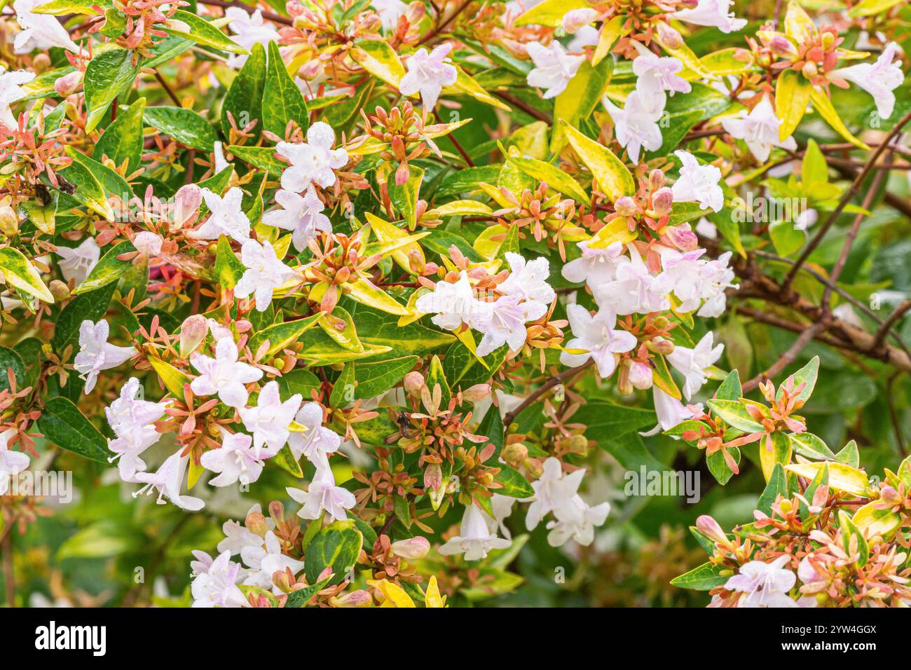 Glossy Abelia, Abelia grandiflora 'Gold Spot', flowers Stock Photo - Alamy