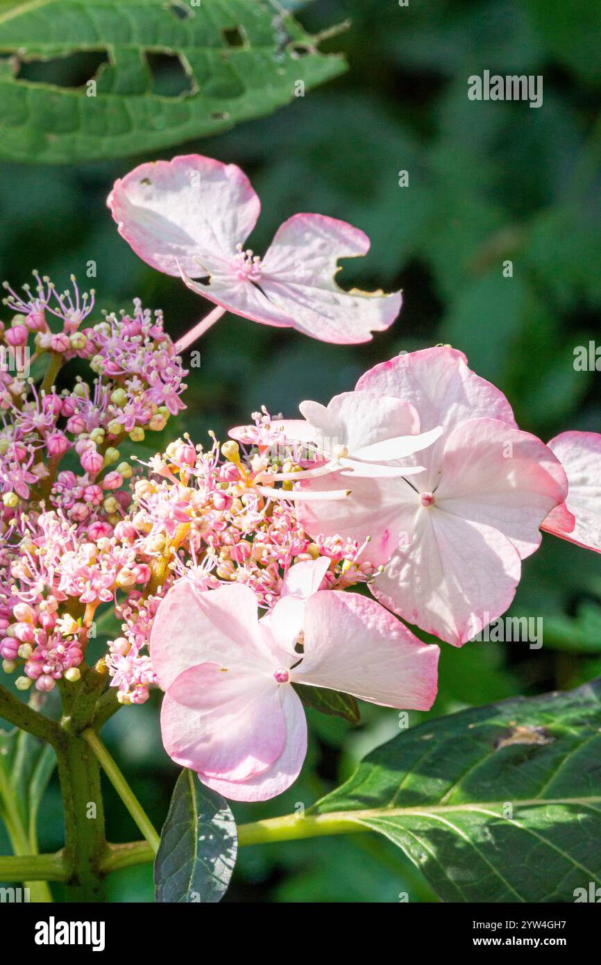 Hydrangea macrophylla 'Charm', flowers Stock Photo - Alamy