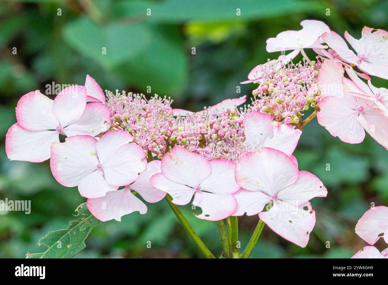 Hydrangea macrophylla 'Charm', flowers Stock Photo - Alamy
