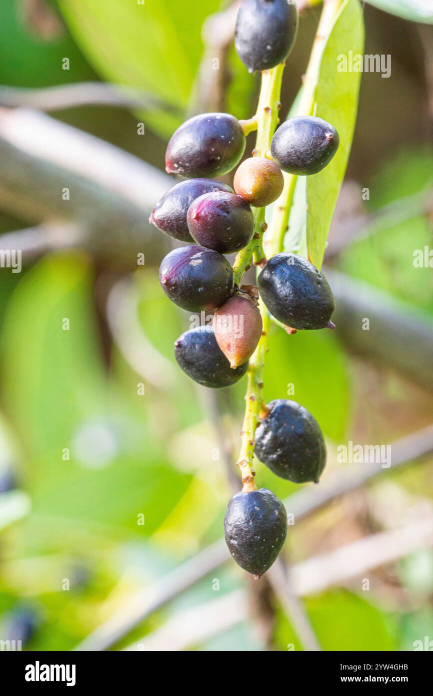 Dwarf Cherry Laurel, Prunus laurocerasus 'Nana', fruits Stock Photo - Alamy