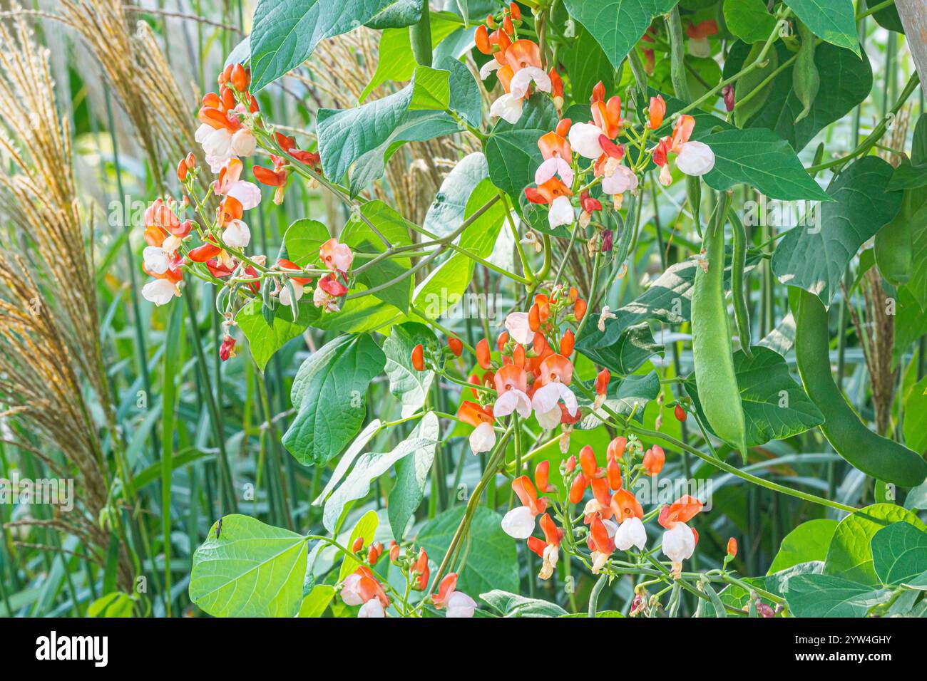 Scarlet runner bean, Phaseolus coccineus 'Goliath', flowers Stock Photo ...