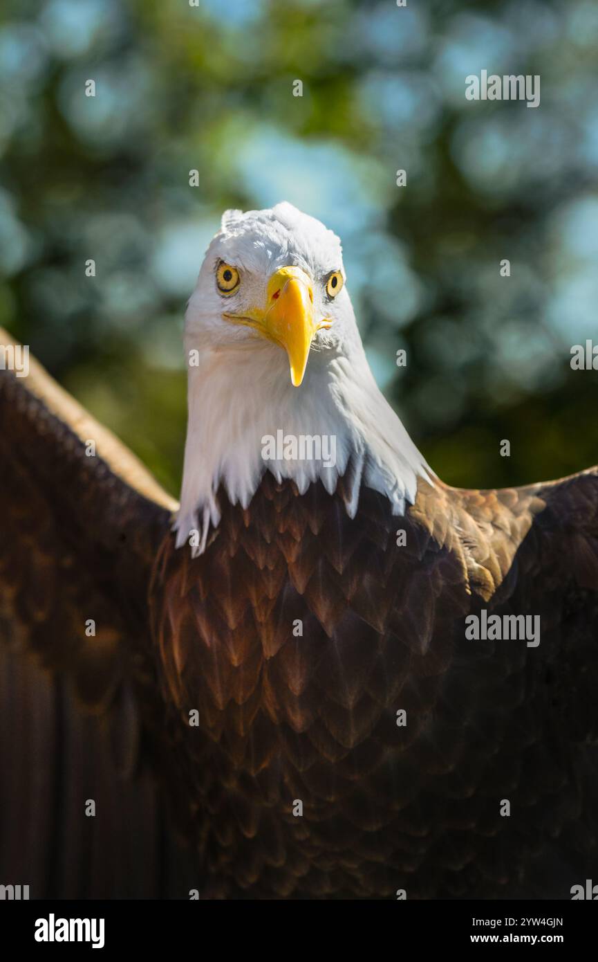 American Bald Eagle (Haliaeetus leucocephalus) Spreads Out Wings ...
