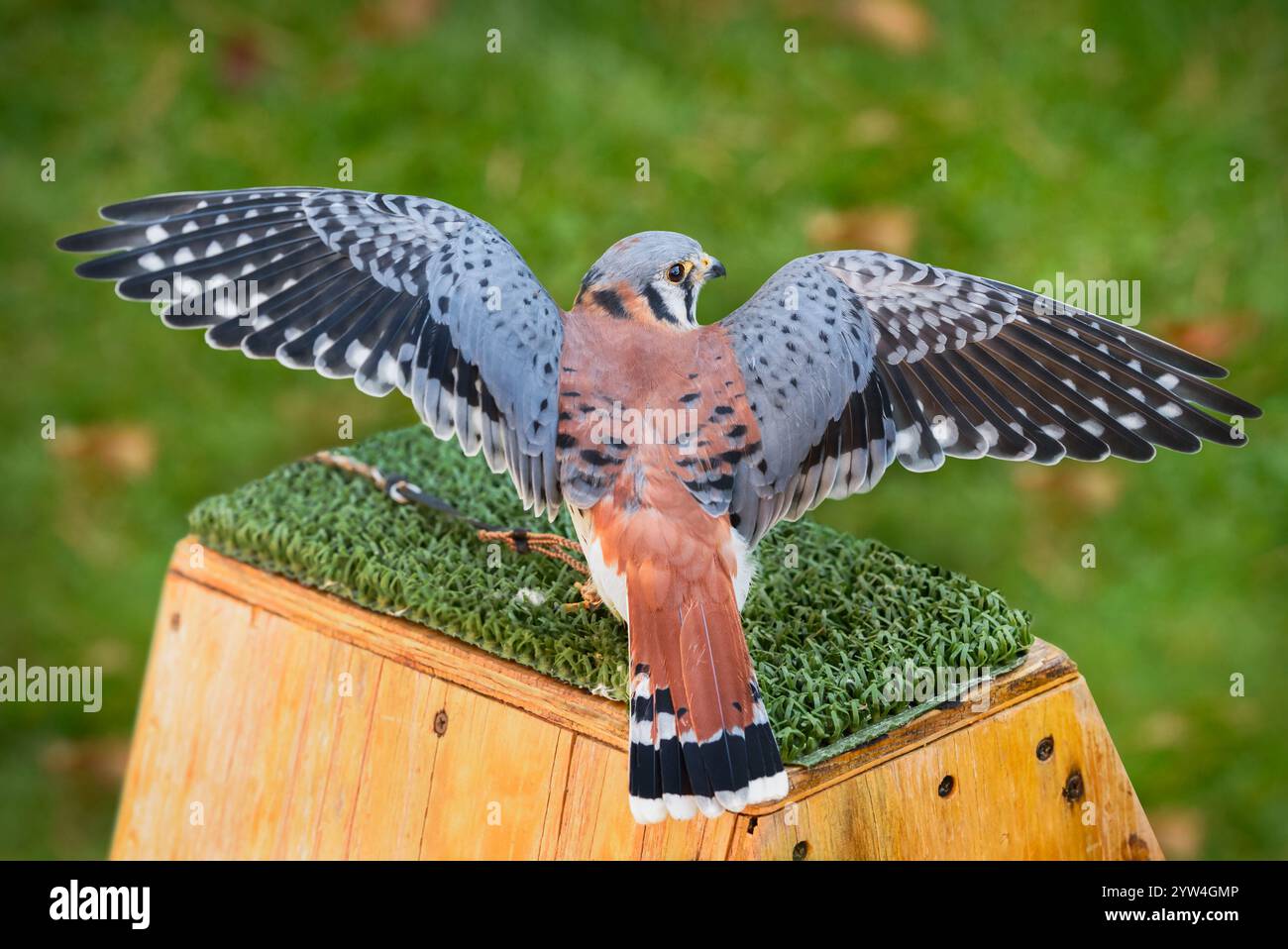 Side flaps hi-res stock photography and images - Alamy